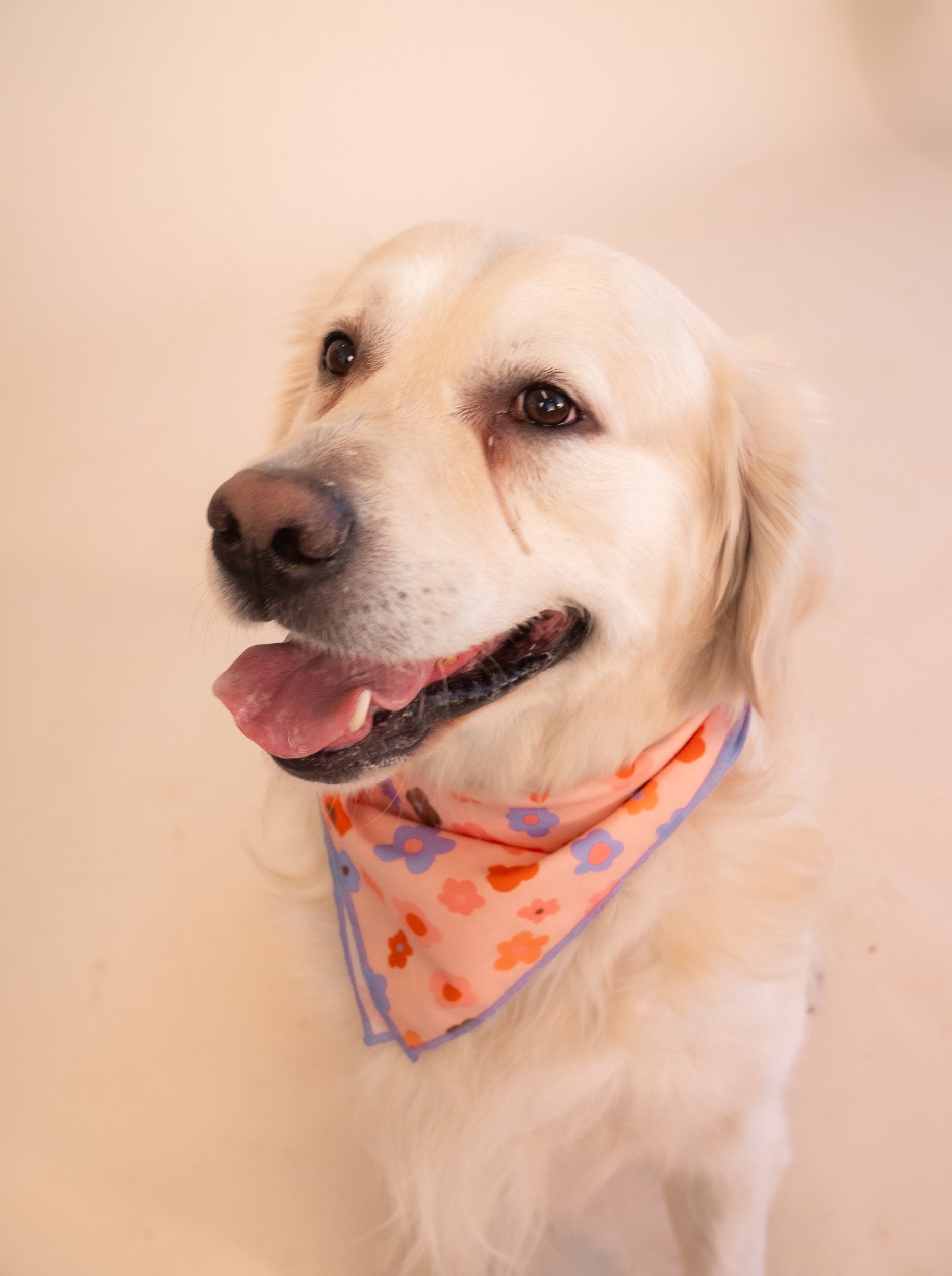 What Kind of Spring Pup Do You Have? – Pupford