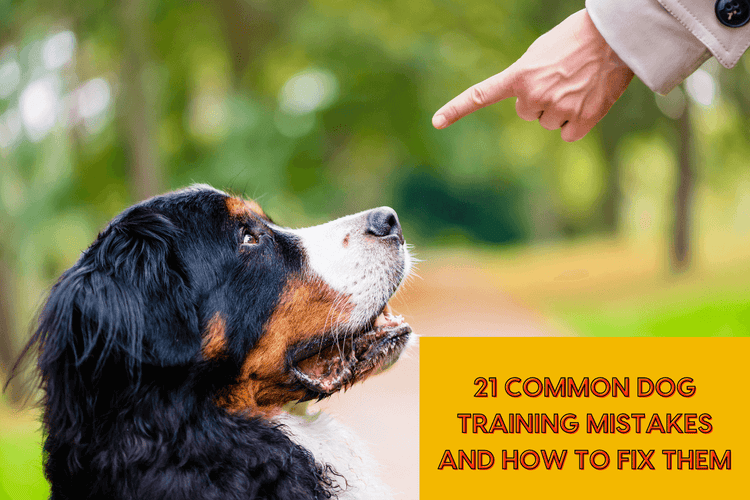 21 Dog Training Mistakes: Common Errors & How to Fix Them | Pupford