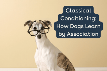 Classical Conditioning: How Dogs Learn By Association | Pupford