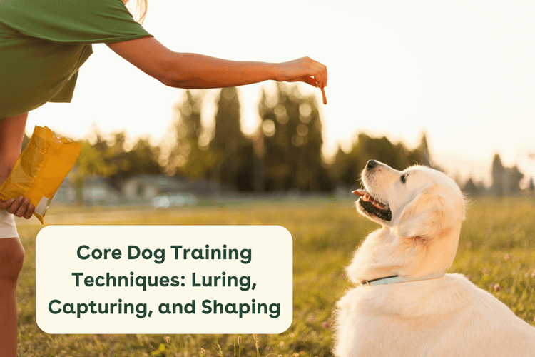 Shaping, Luring, & Capturing in Dog Training with Examples | Pupford