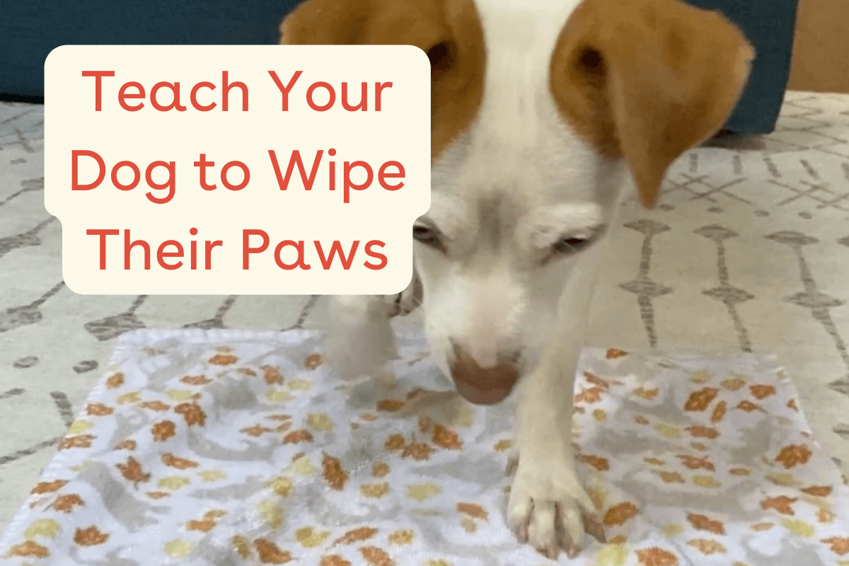 How to Teach a Dog to Wipe Their Paws [Video + Steps] | Pupford