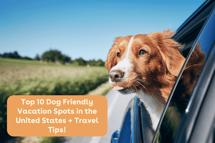 Top 10 Dog Friendly Vacation Spots in the United States + Travel Tips ...
