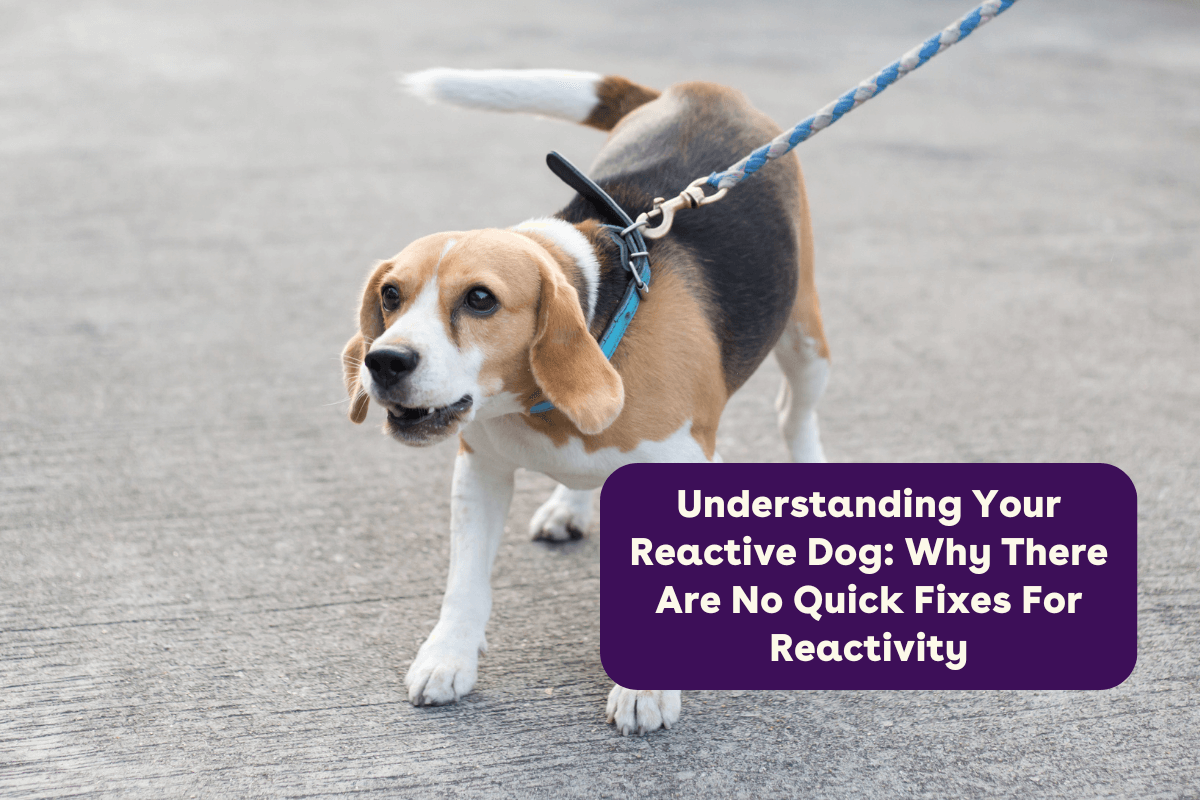 Understanding Your Reactive Dog: Why There Are No Quick Fixes For Reac ...