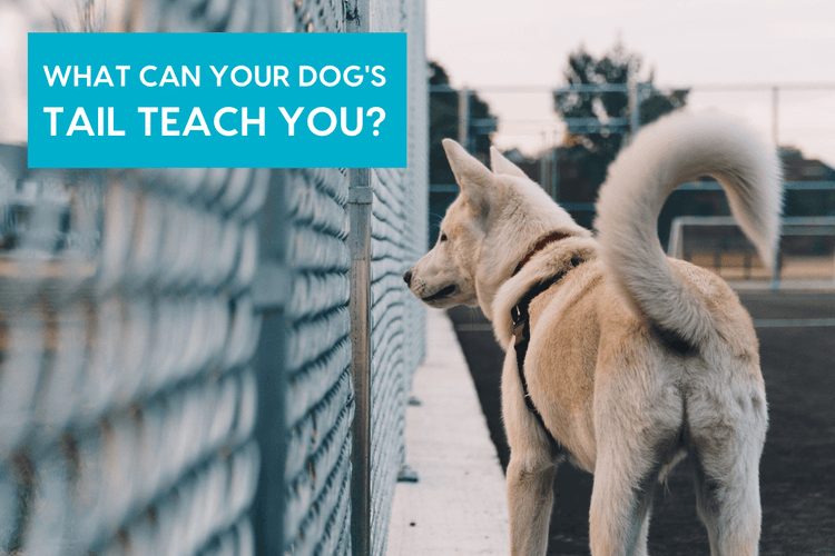 What a Dog’s Tail Can Teach You: Dog Tail Meanings & Language | Pupford