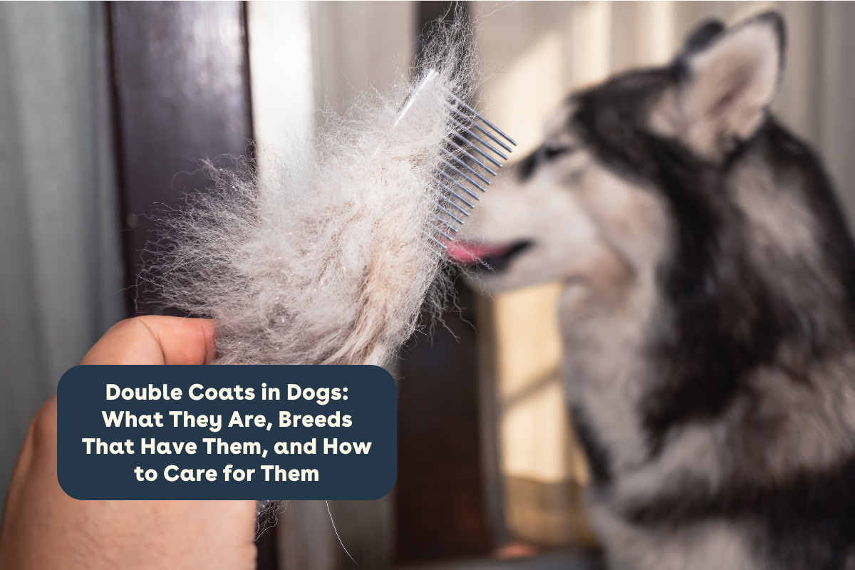 Double Coats in Dogs: What They Are, Breeds That Have Them, and How to ...