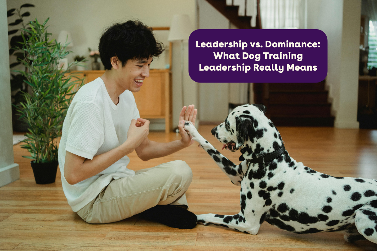 Leadership vs. Dominance: What Dog Training Leadership Really Means ...