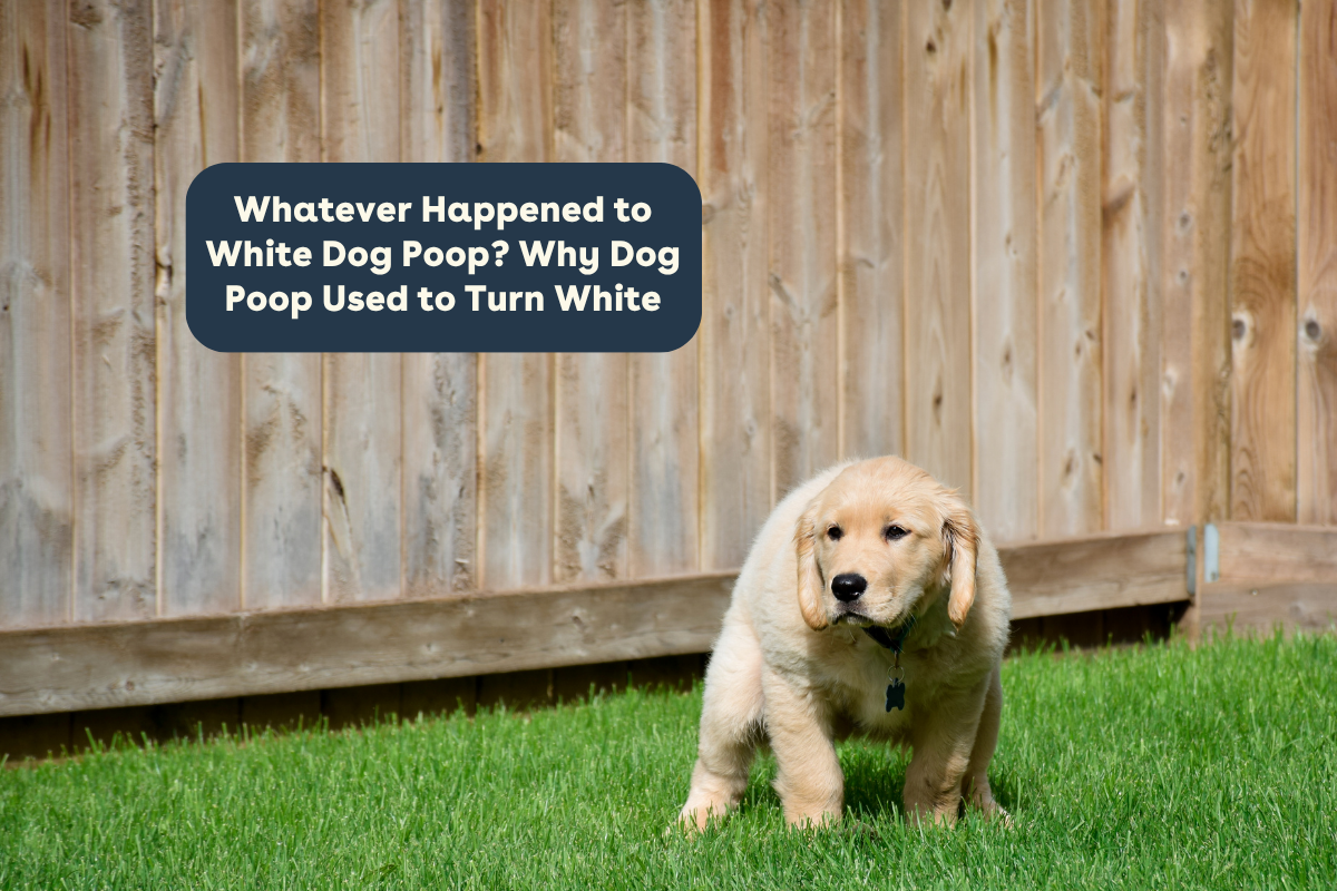 Whatever Happened to White Dog Poop? Why Dog Poop Used to Turn White ...